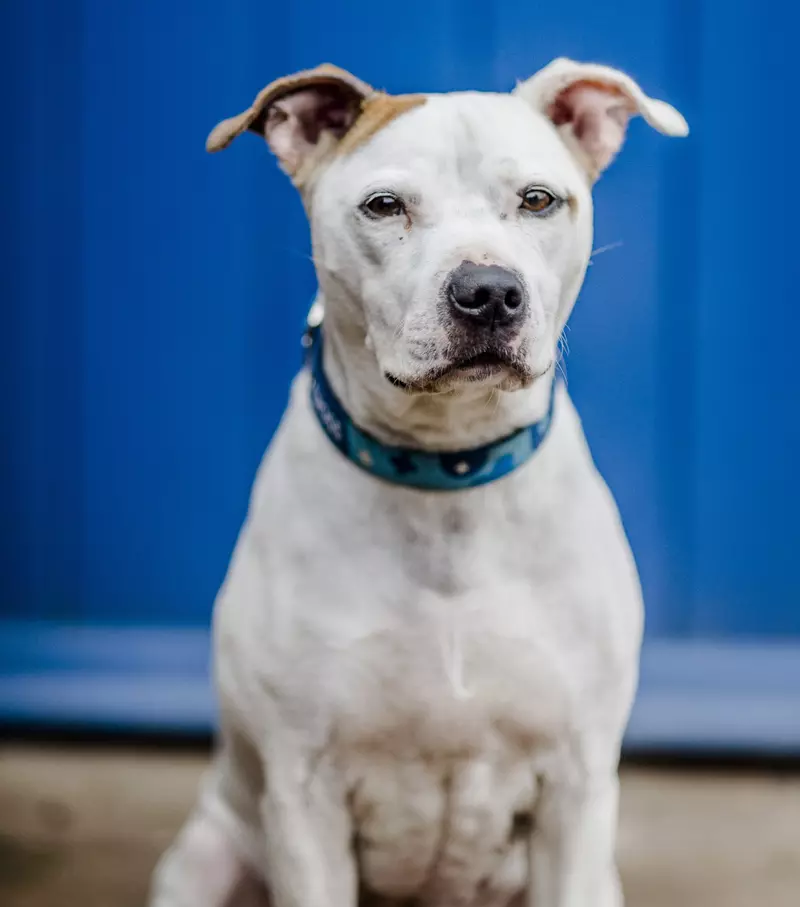 Blue cross dogs store